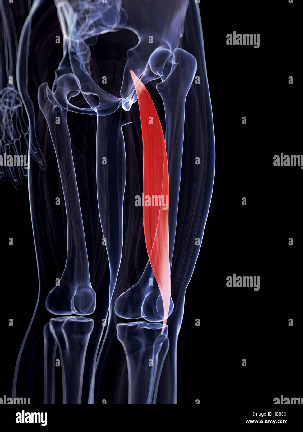 Head Of The Biceps Femoris Muscle at Luke Cornwall blog