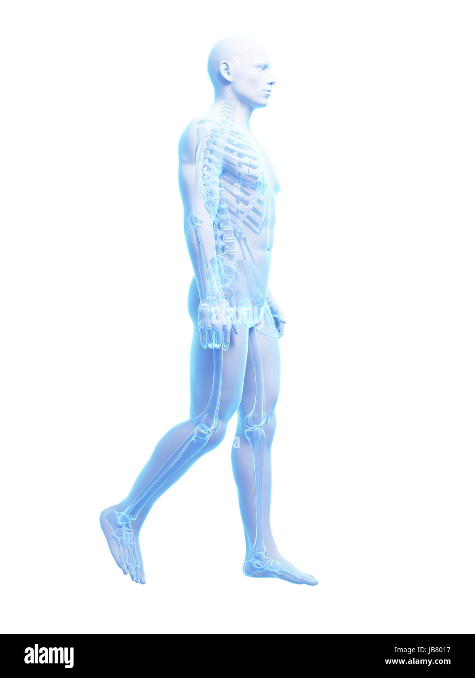 Human anatomy walking medical Cut Out Stock Images & Pictures - Alamy