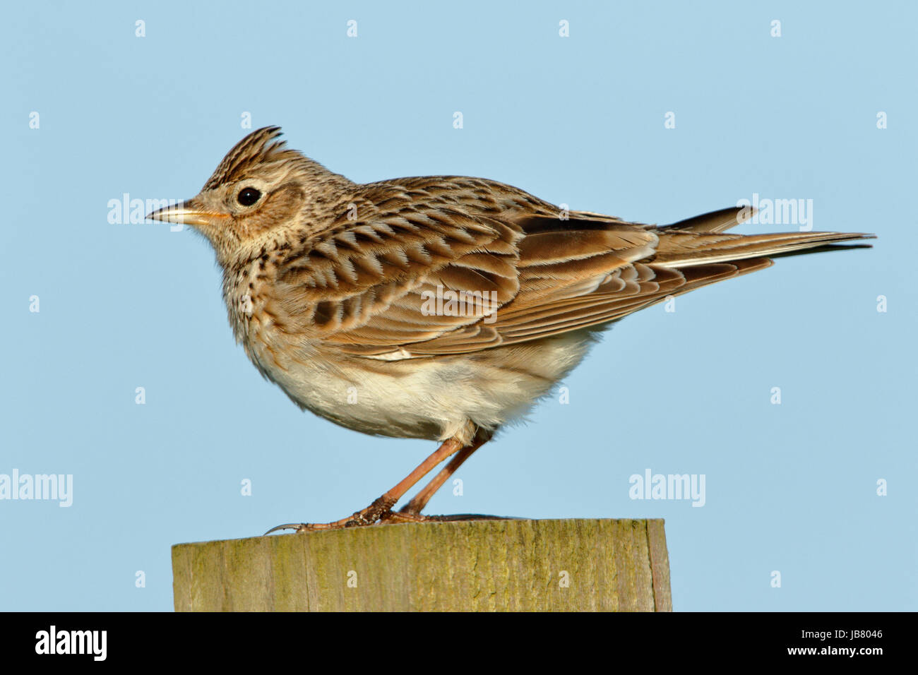 Skylark Bird