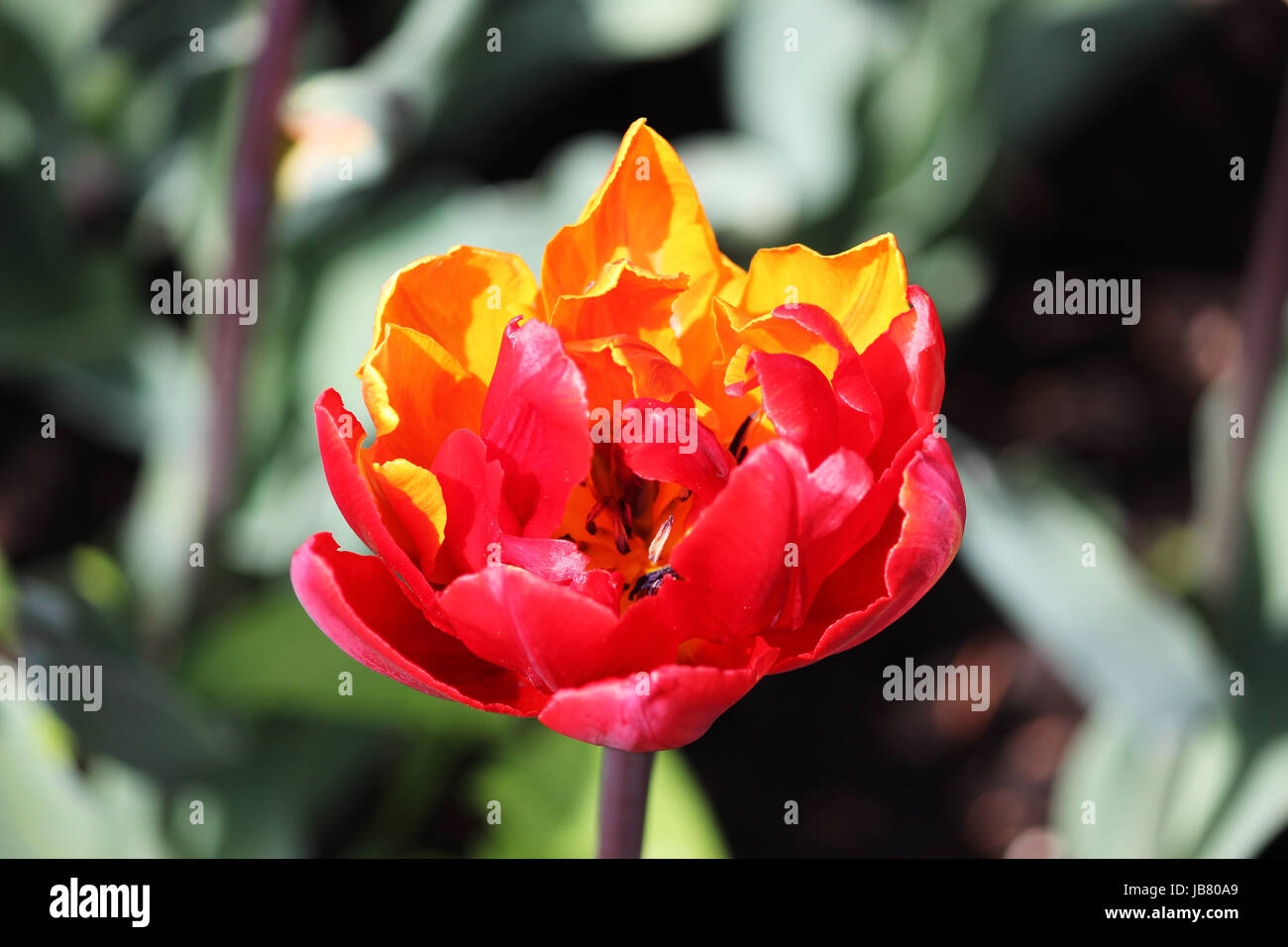 One orange or red variegated multi-petalled tulips grows on a flower ...