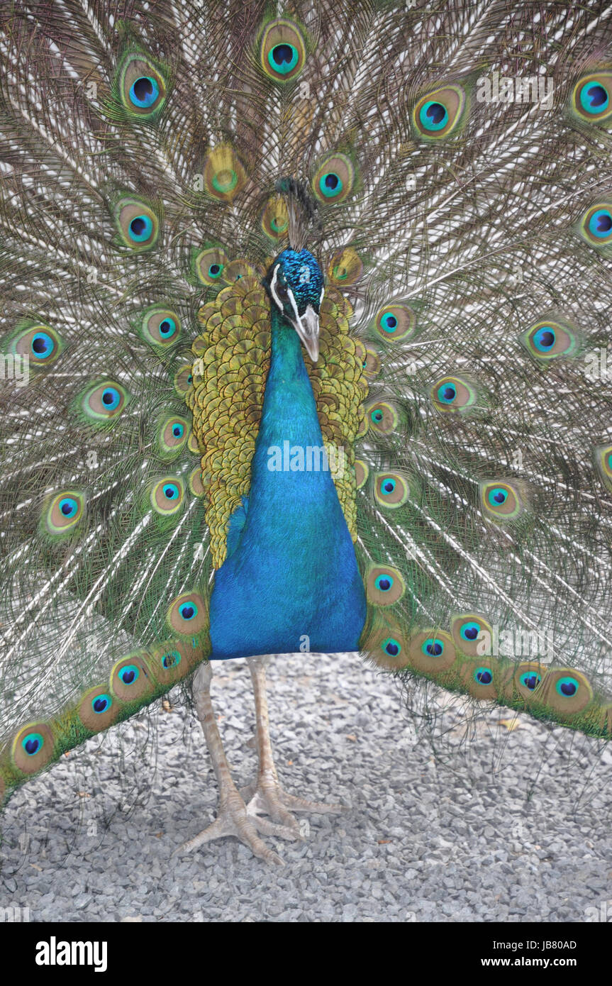 Blauer pfauenhahn hi-res stock photography and images - Alamy