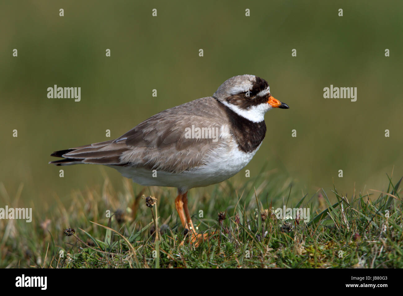 Rotund bird hi-res stock photography and images - Alamy