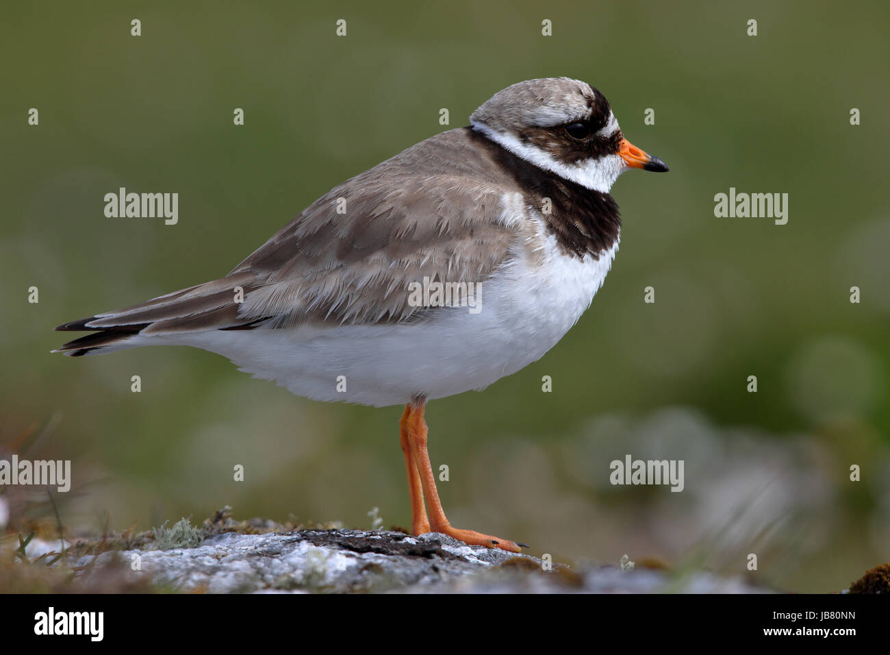 Ringed Plover Charadrius hiaticula breeding female away from nest area ...