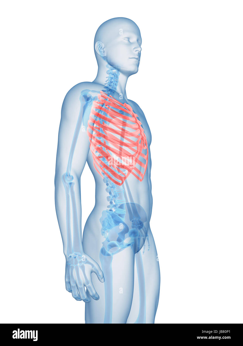 Rib cage organs hi-res stock photography and images - Alamy