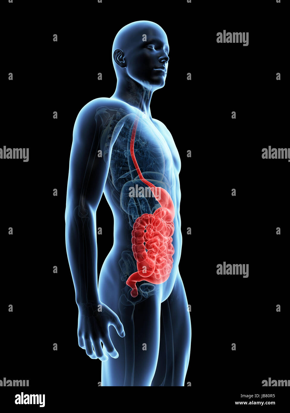 Male digestive system artwork hi-res stock photography and images - Alamy