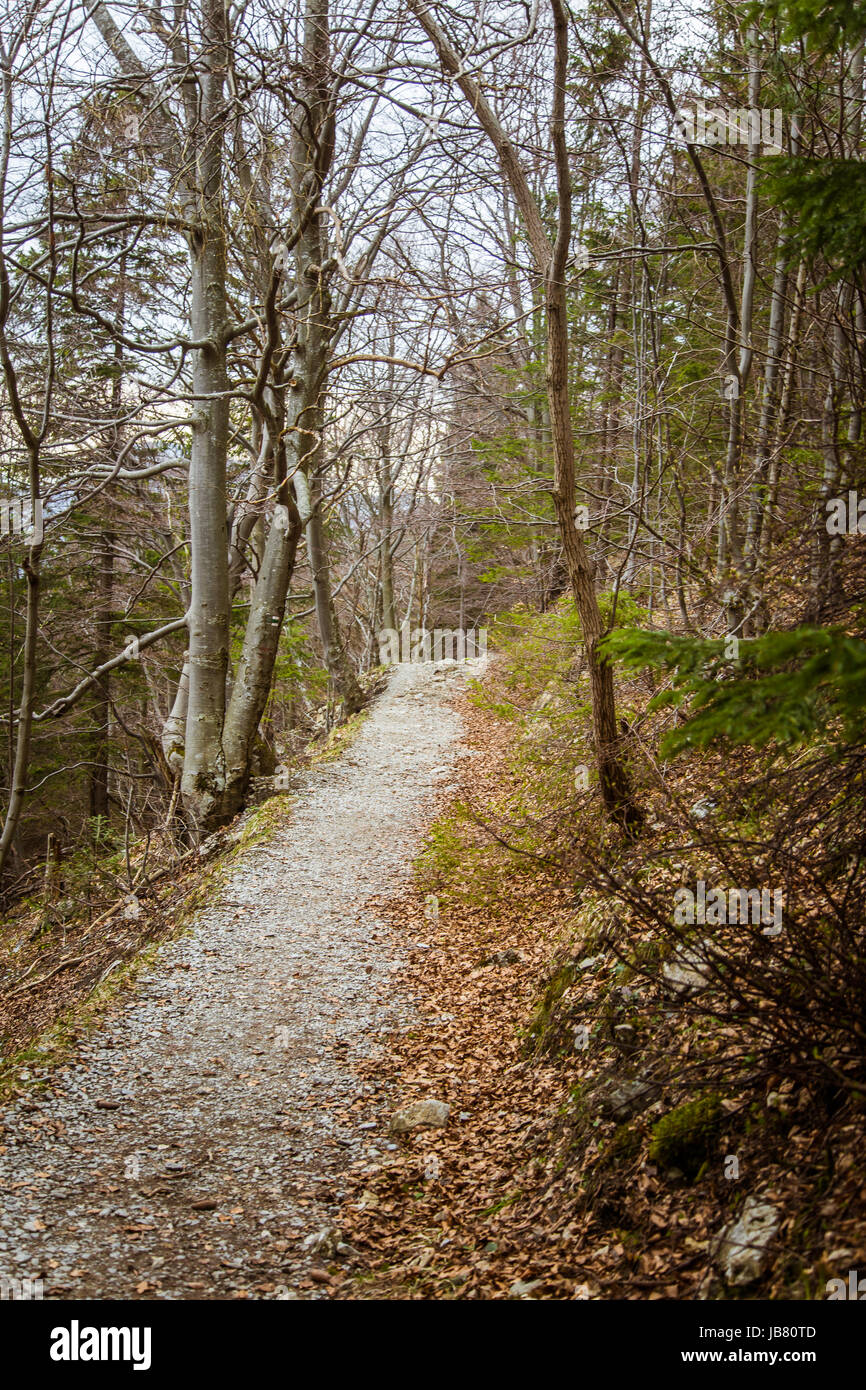 A beautiful mountain path through forest with autumn leaves. Mala Fatra ...