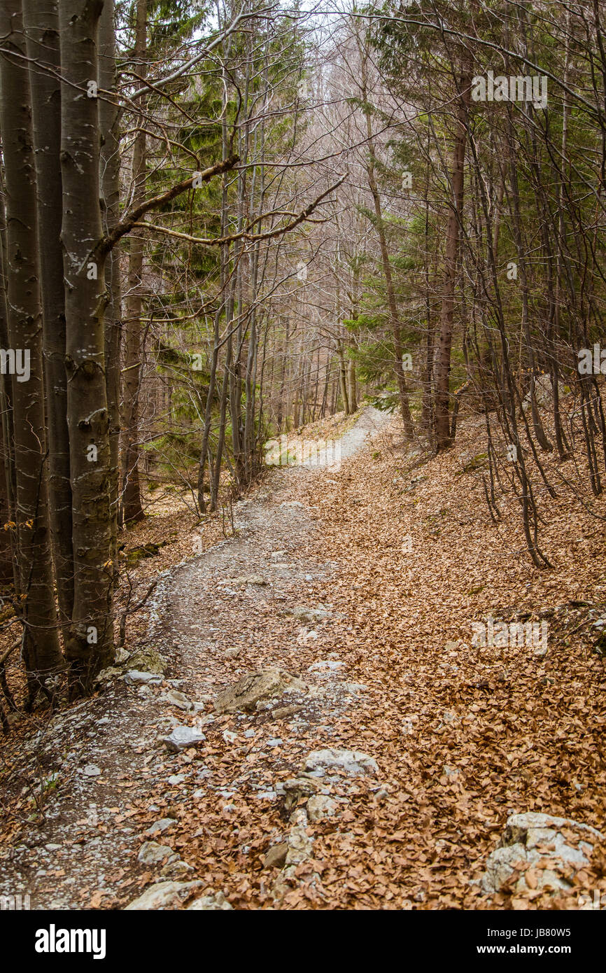 A beautiful mountain path through forest with autumn leaves. Mala Fatra ...