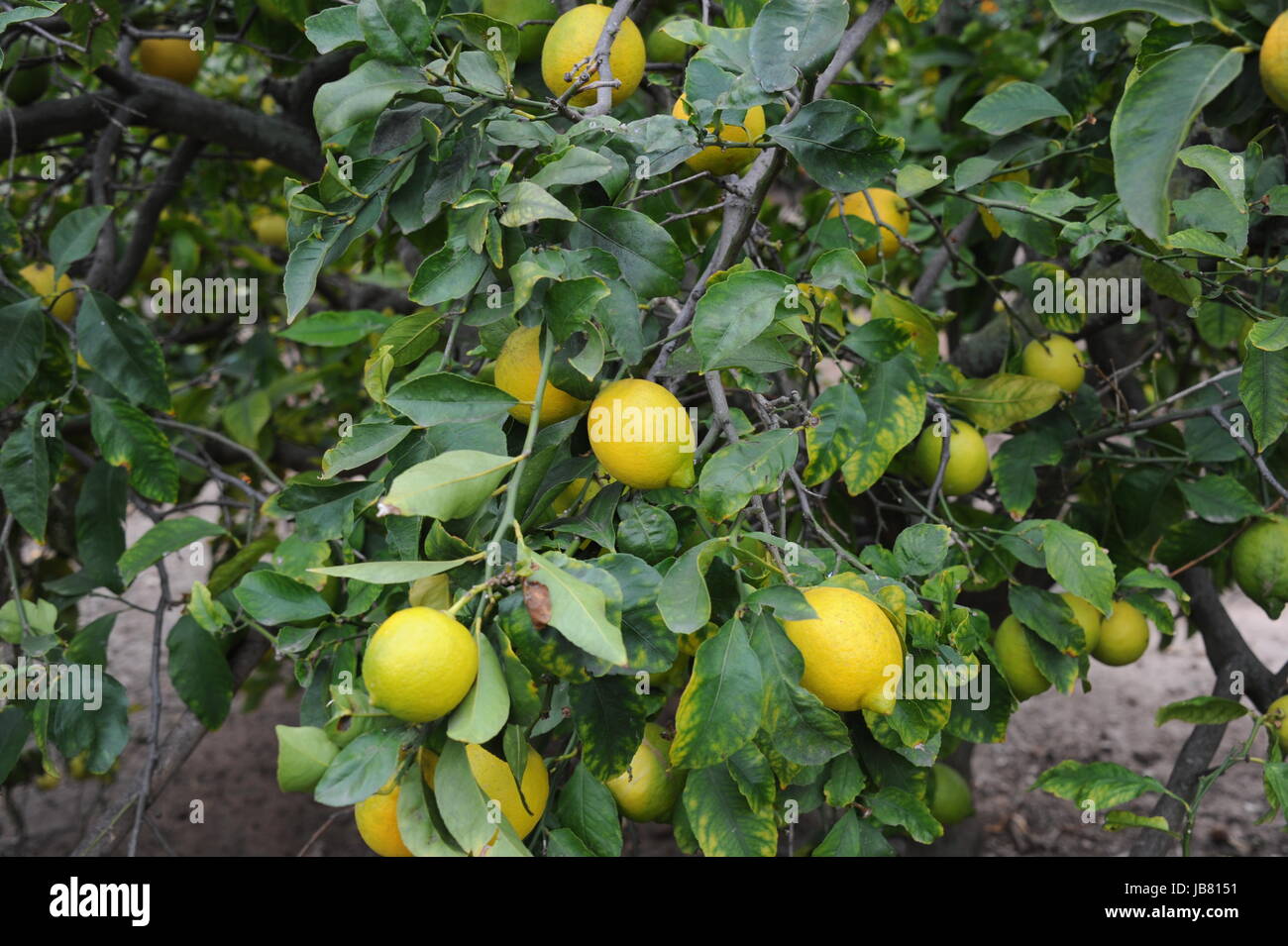 lemon tree am - spain Stock Photo - Alamy