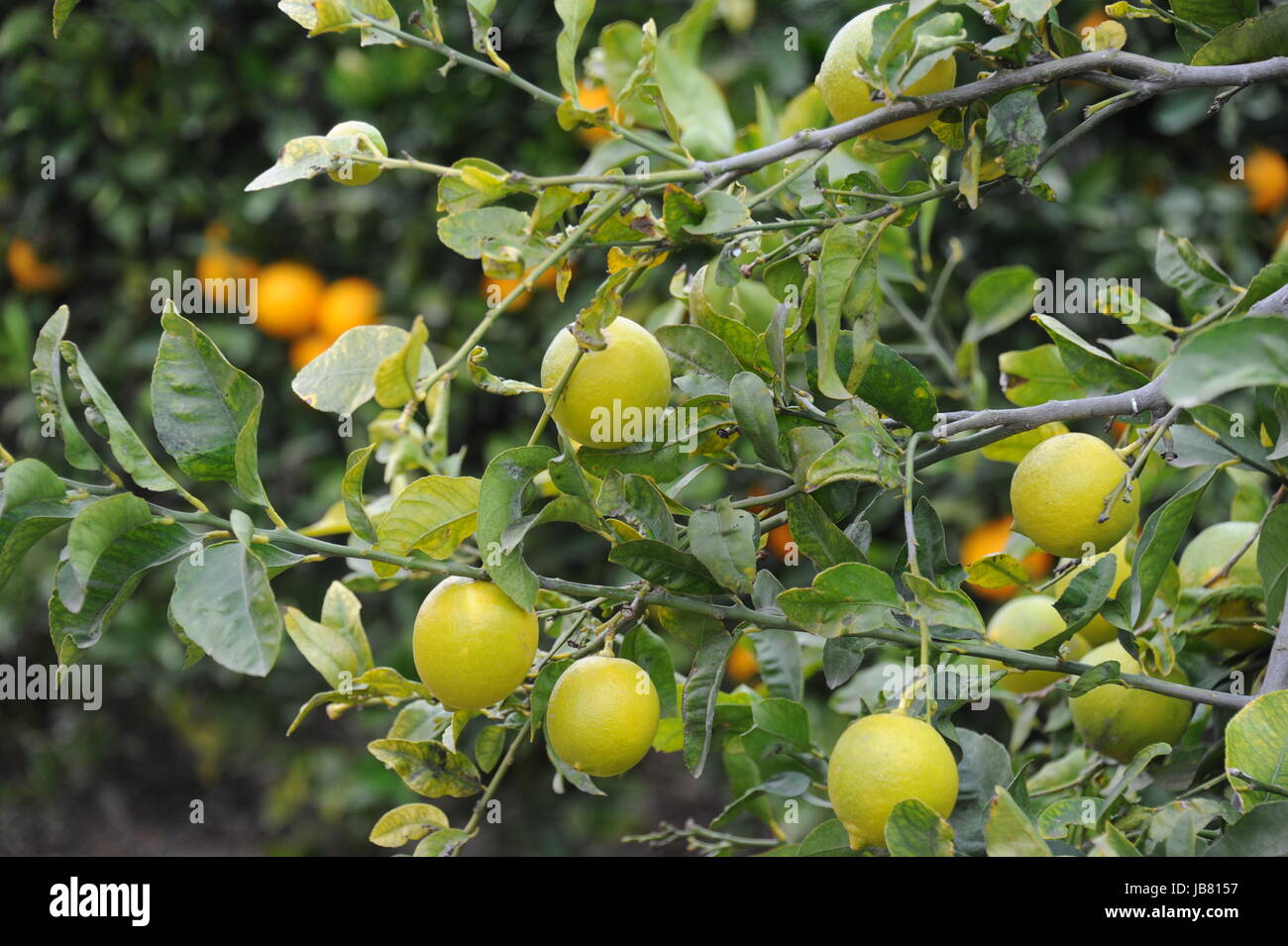 lemon tree at - spain Stock Photo - Alamy