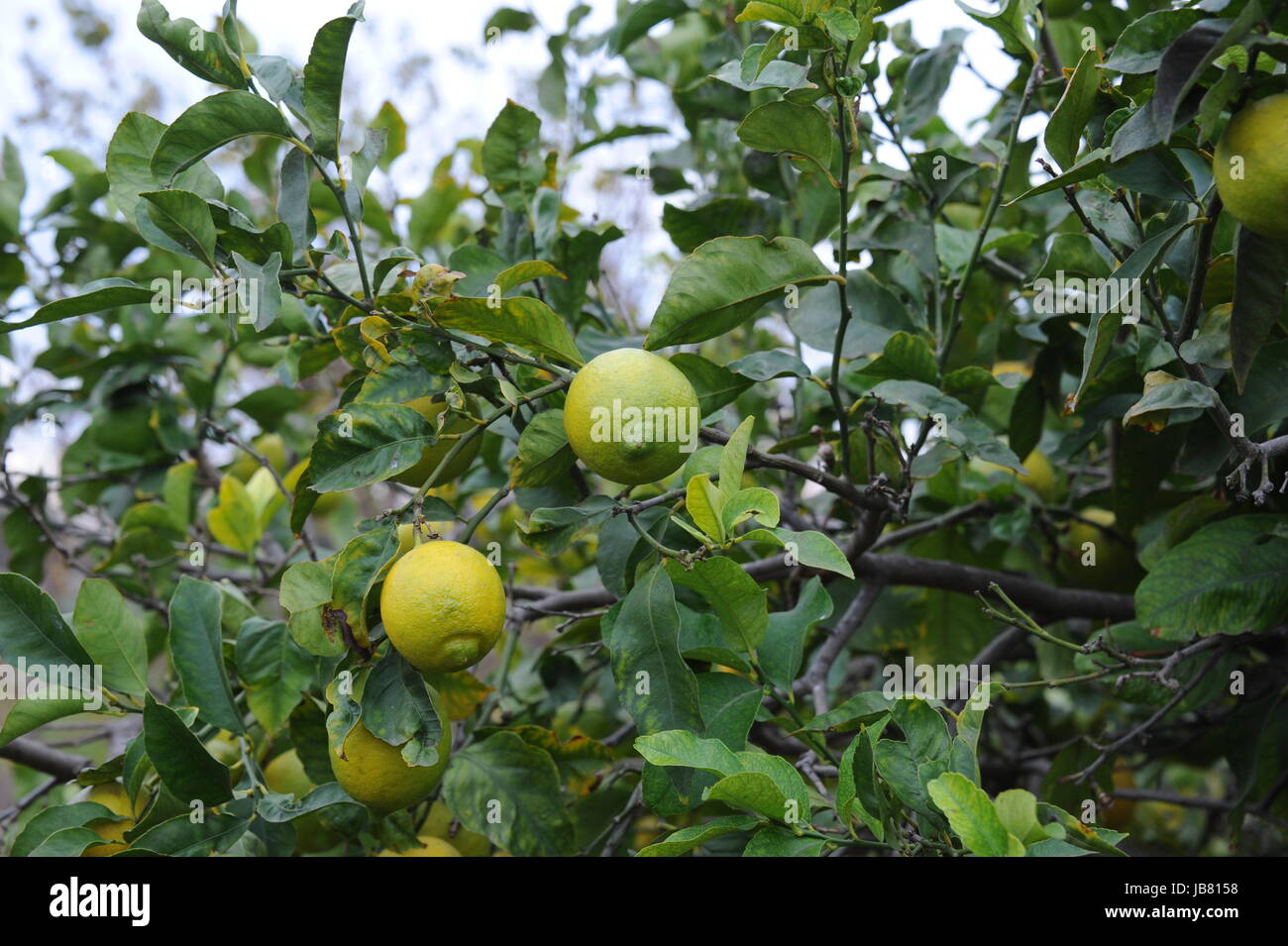 lemon tree at - spain Stock Photo - Alamy