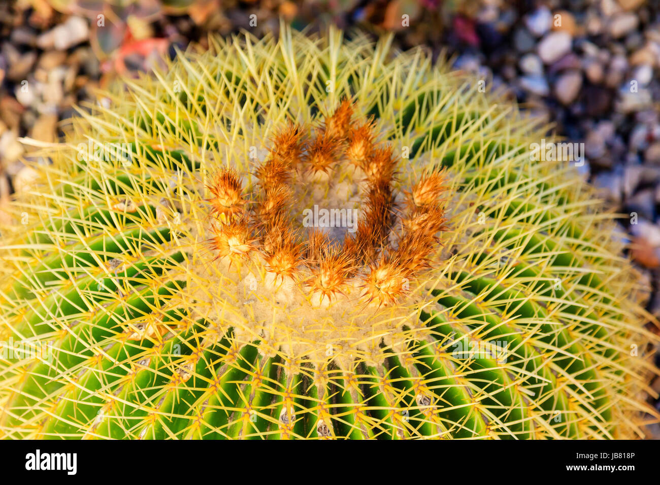 Barrel Cactus, Echinocactus, Desert California Stock Photo - Alamy