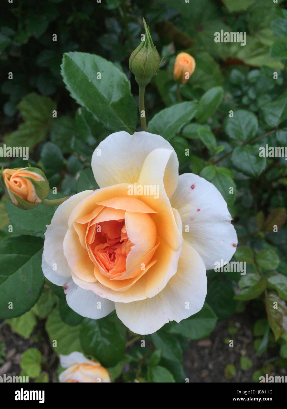 Peach rose full bloom hi-res stock photography and images - Alamy