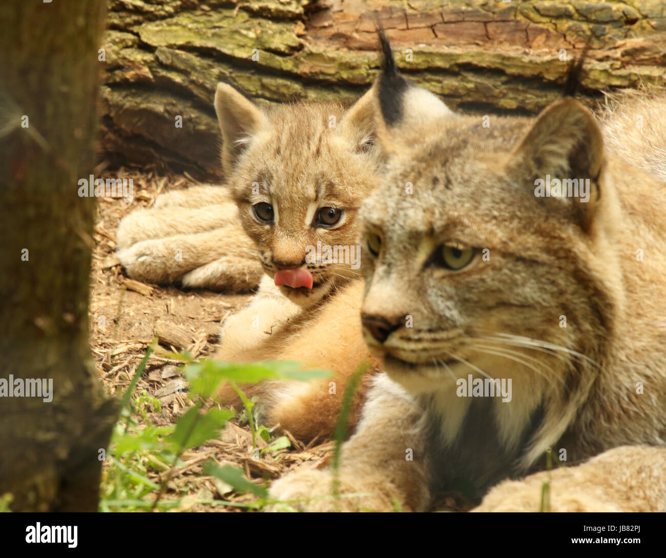 A portrait of a playful Canada Lynx kitten and its mother in Ontario ...