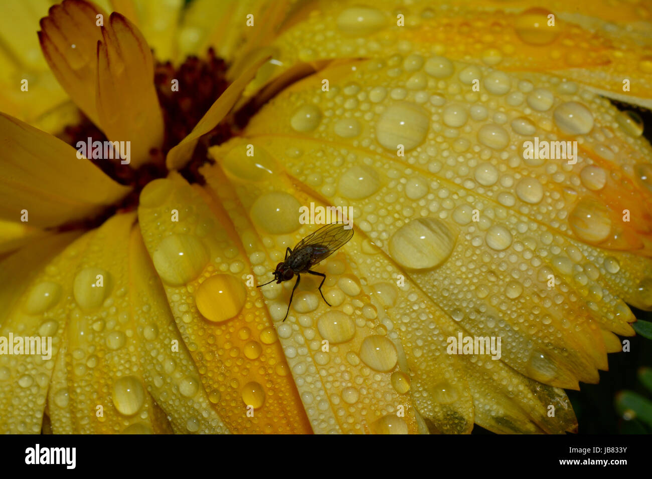 yellow flower with fly in the rain Stock Photo - Alamy