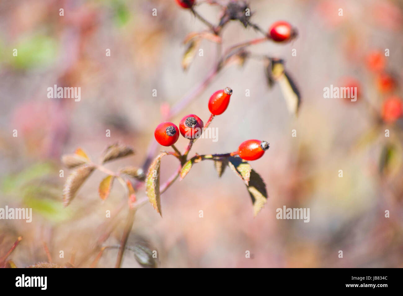 Wild berry in nature background Stock Photo - Alamy