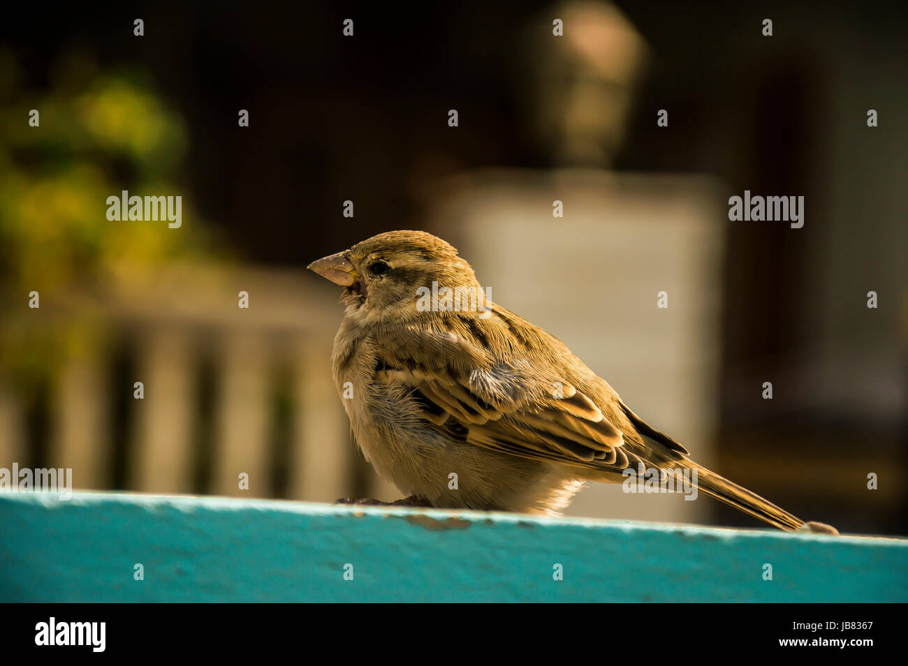 Indian House Sparrow High Resolution Stock Photography and Images - Alamy