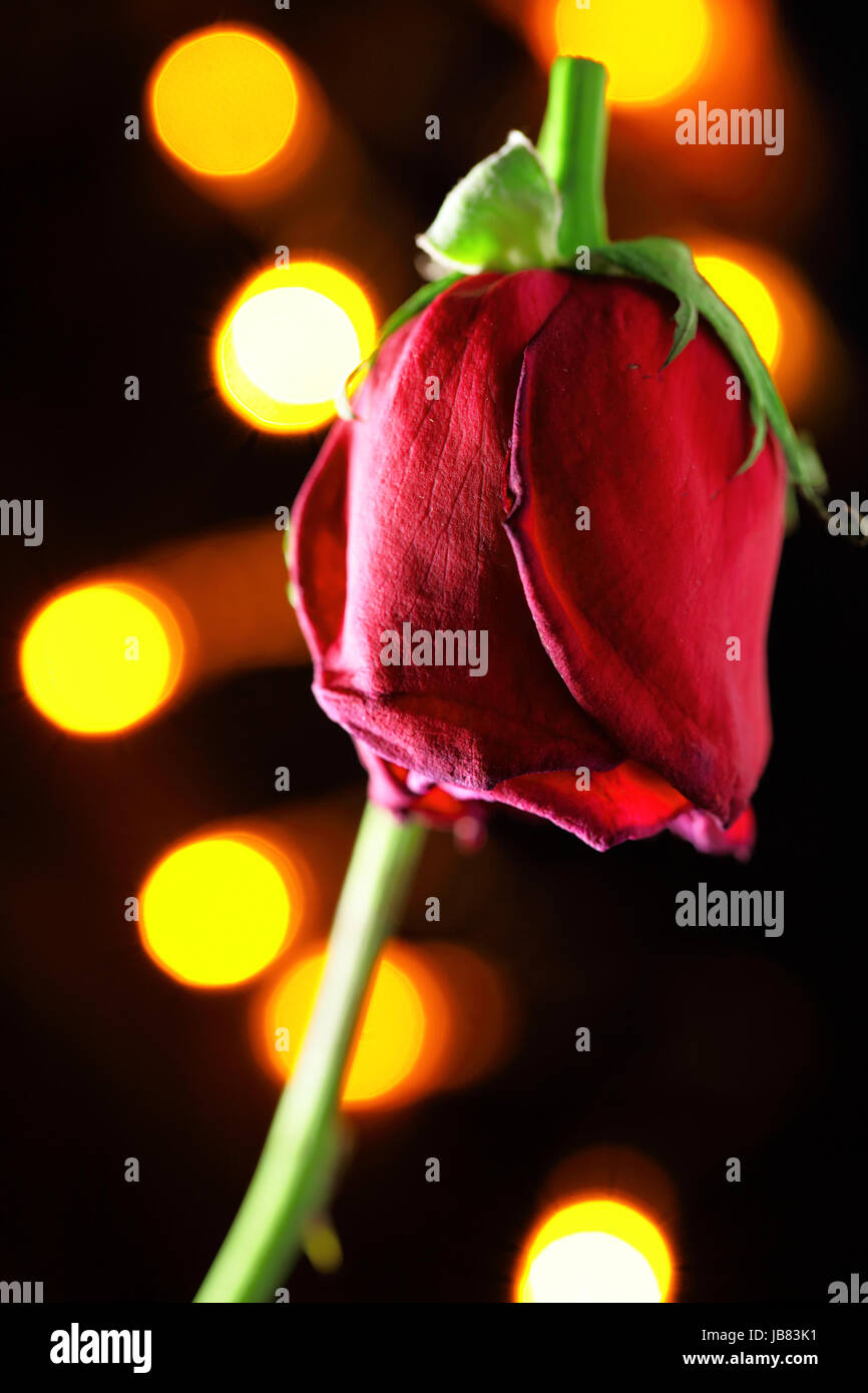 Wilting single red rose hi-res stock photography and images - Alamy