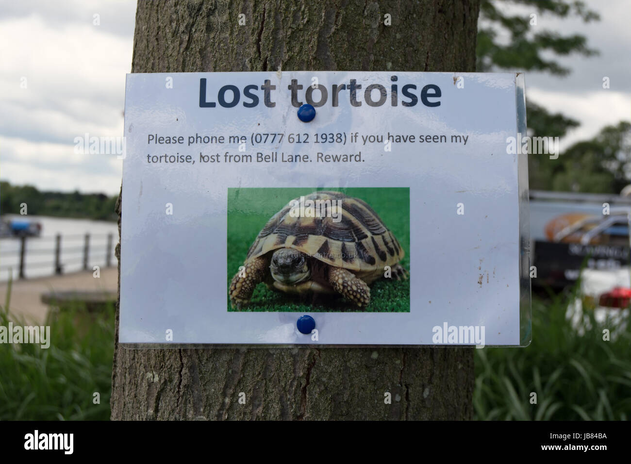 lost tortoise notice, fixed to a tree beside the river thames in ...