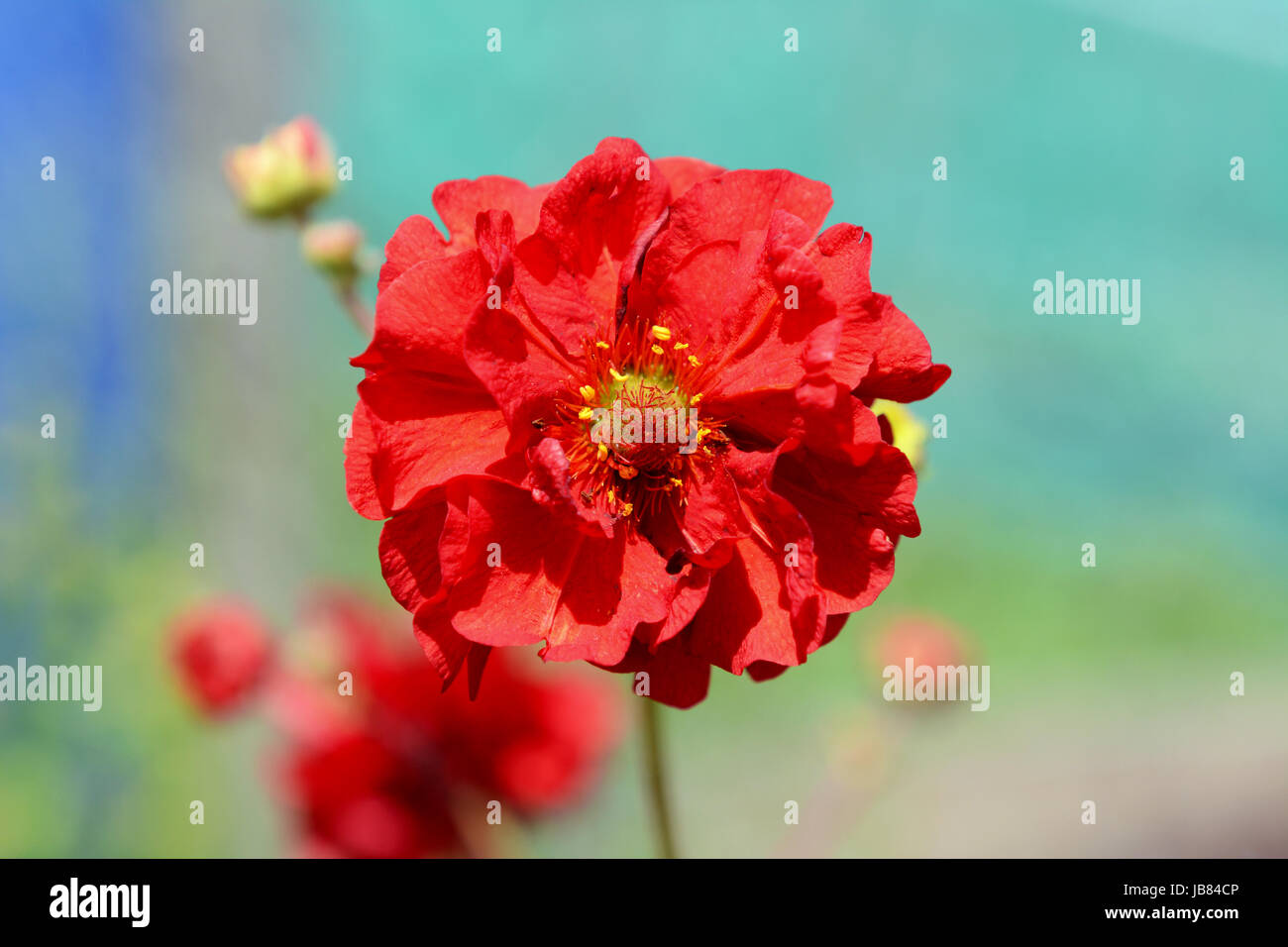 Single red geum flower against blurred background. Also known as avens ...