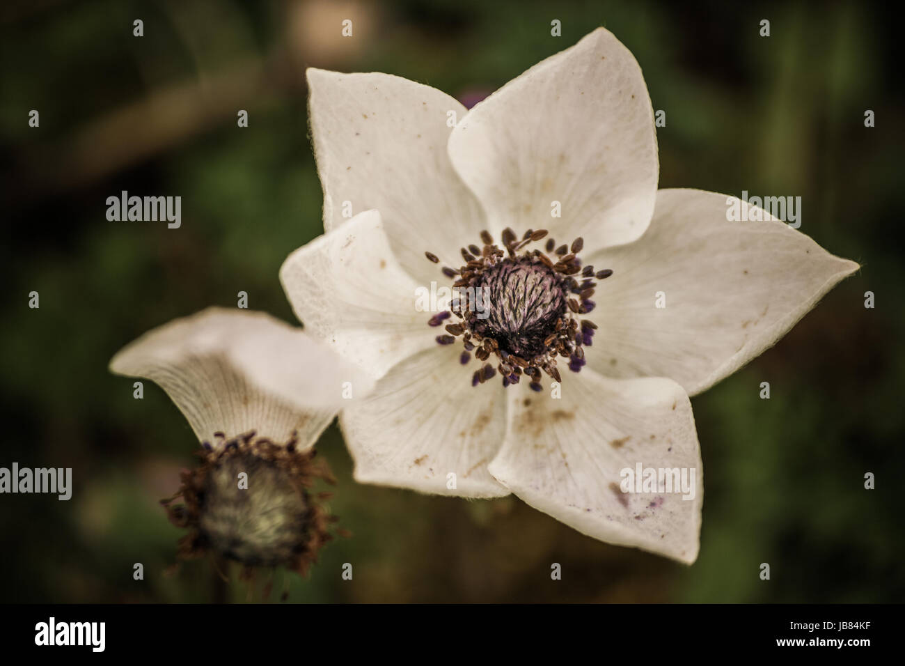 White feverwort hi-res stock photography and images - Alamy