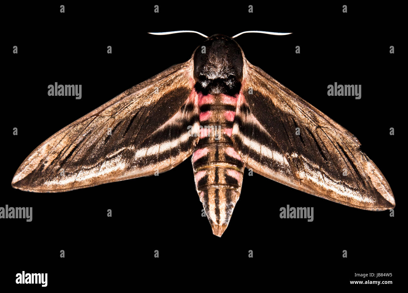 White moth with black stripe hi-res stock photography and images - Alamy