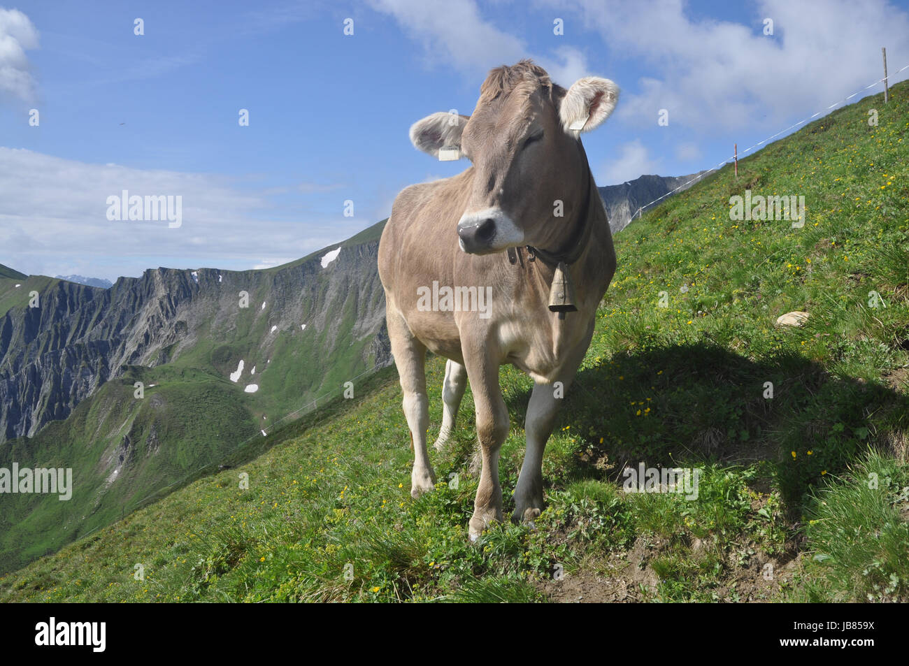 Bilder Von Haustieren Kuh