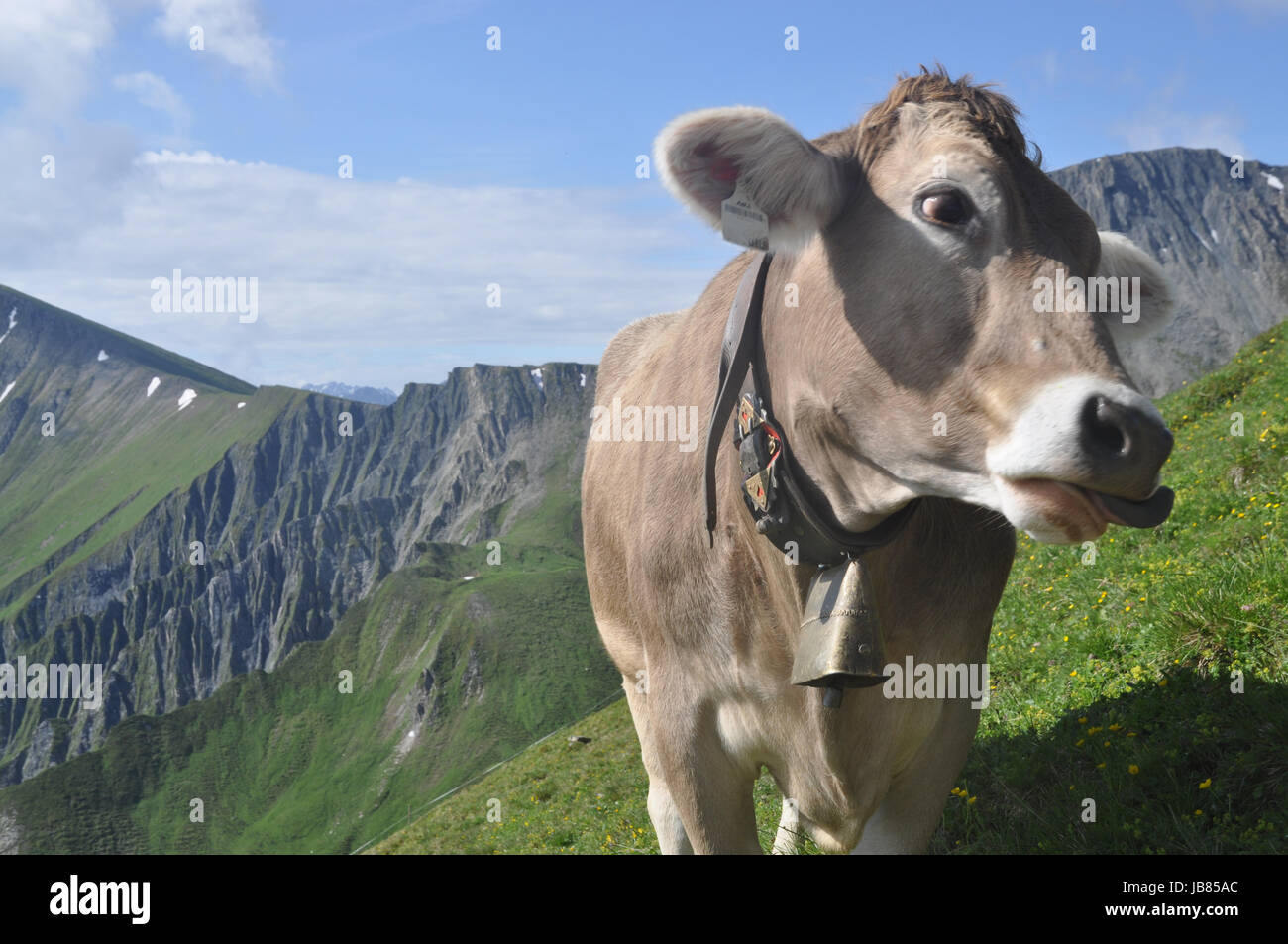 kuh, tier, nutztier, haustier, weide, milch, rind, rindvieh, milchkuh ...
