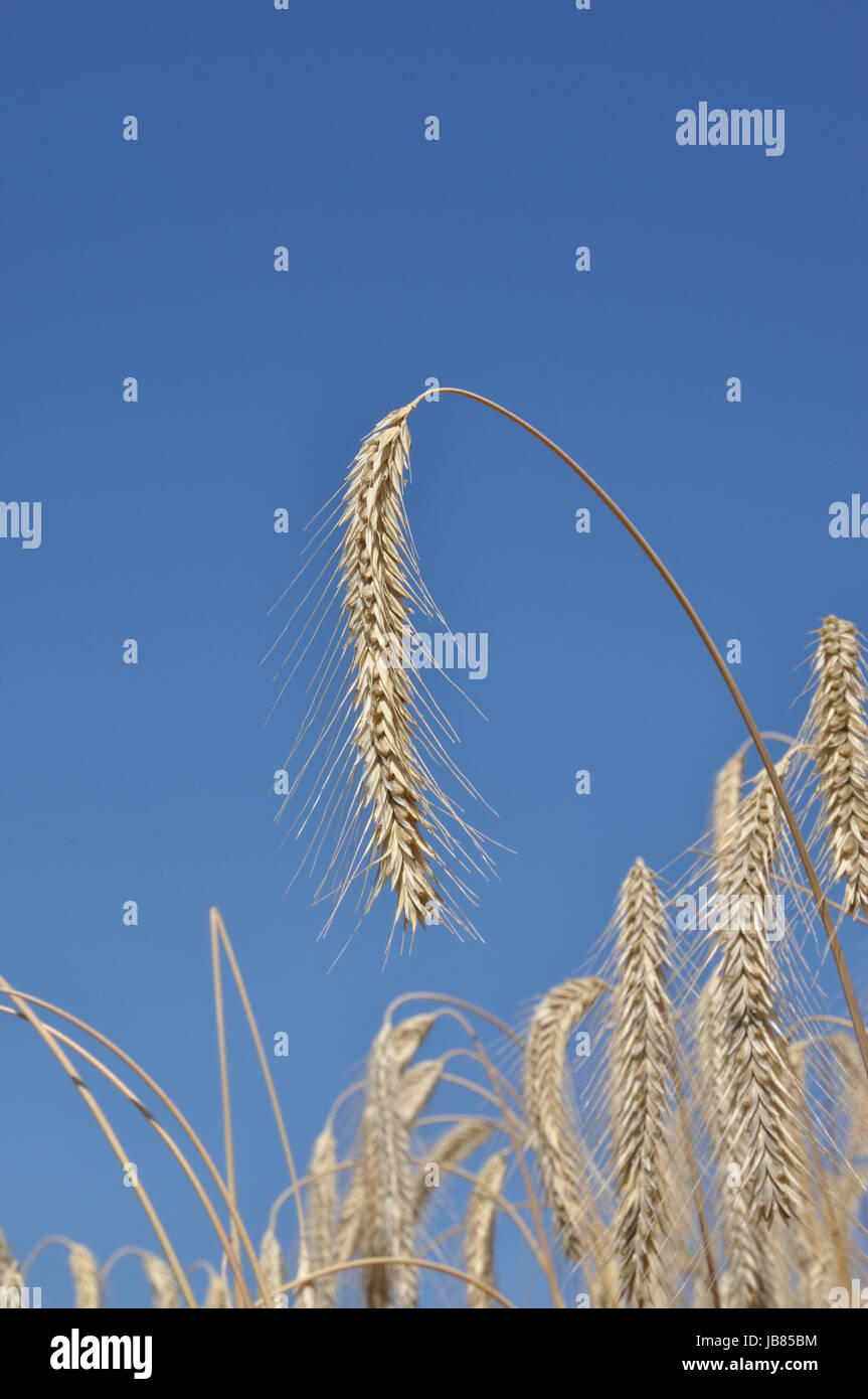 roggen, roggenfeld, roggenähre, ähre, Getreidefeld, getreide, feld ...