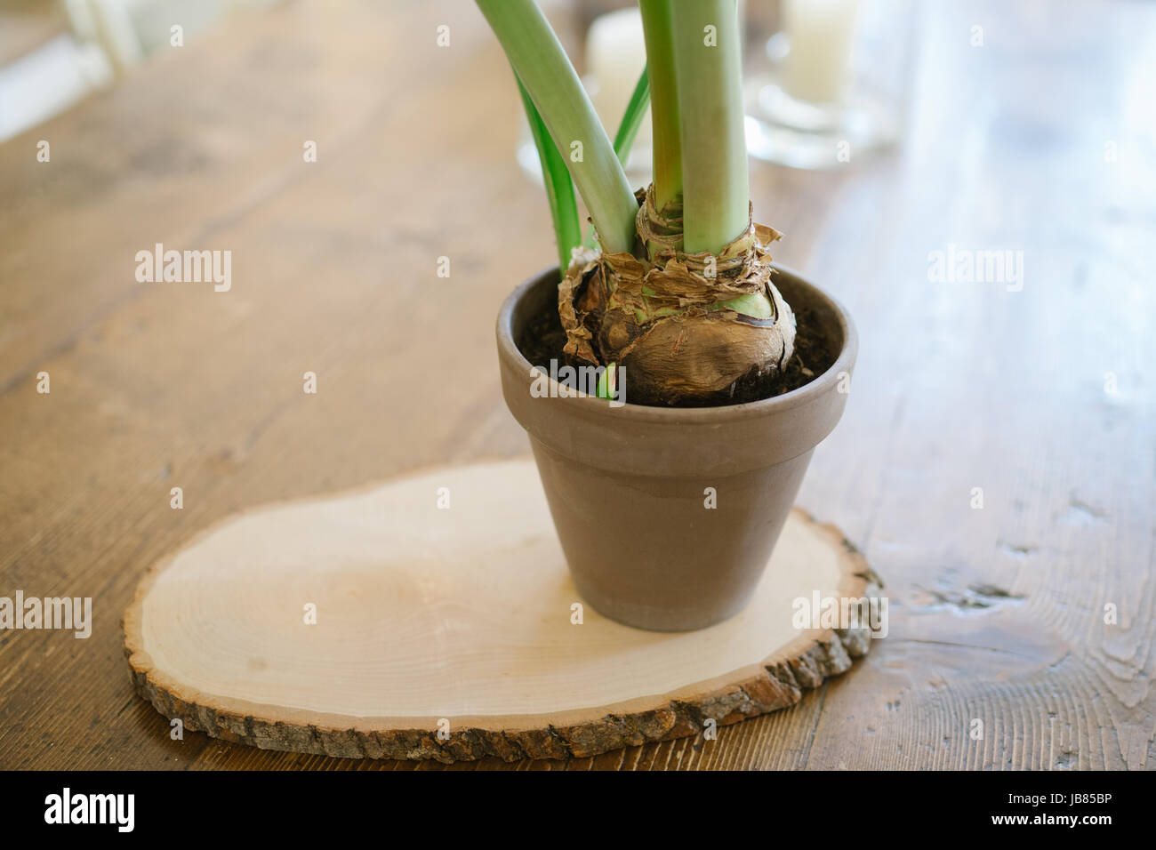 Amaryllis pot hi-res stock photography and images - Alamy