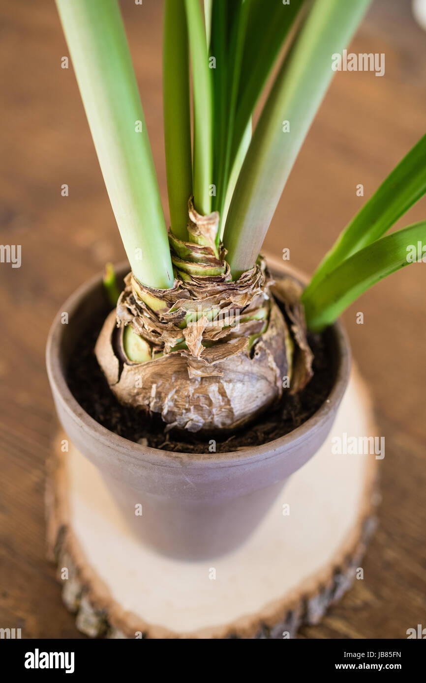 Amaryllis pot hi-res stock photography and images - Alamy