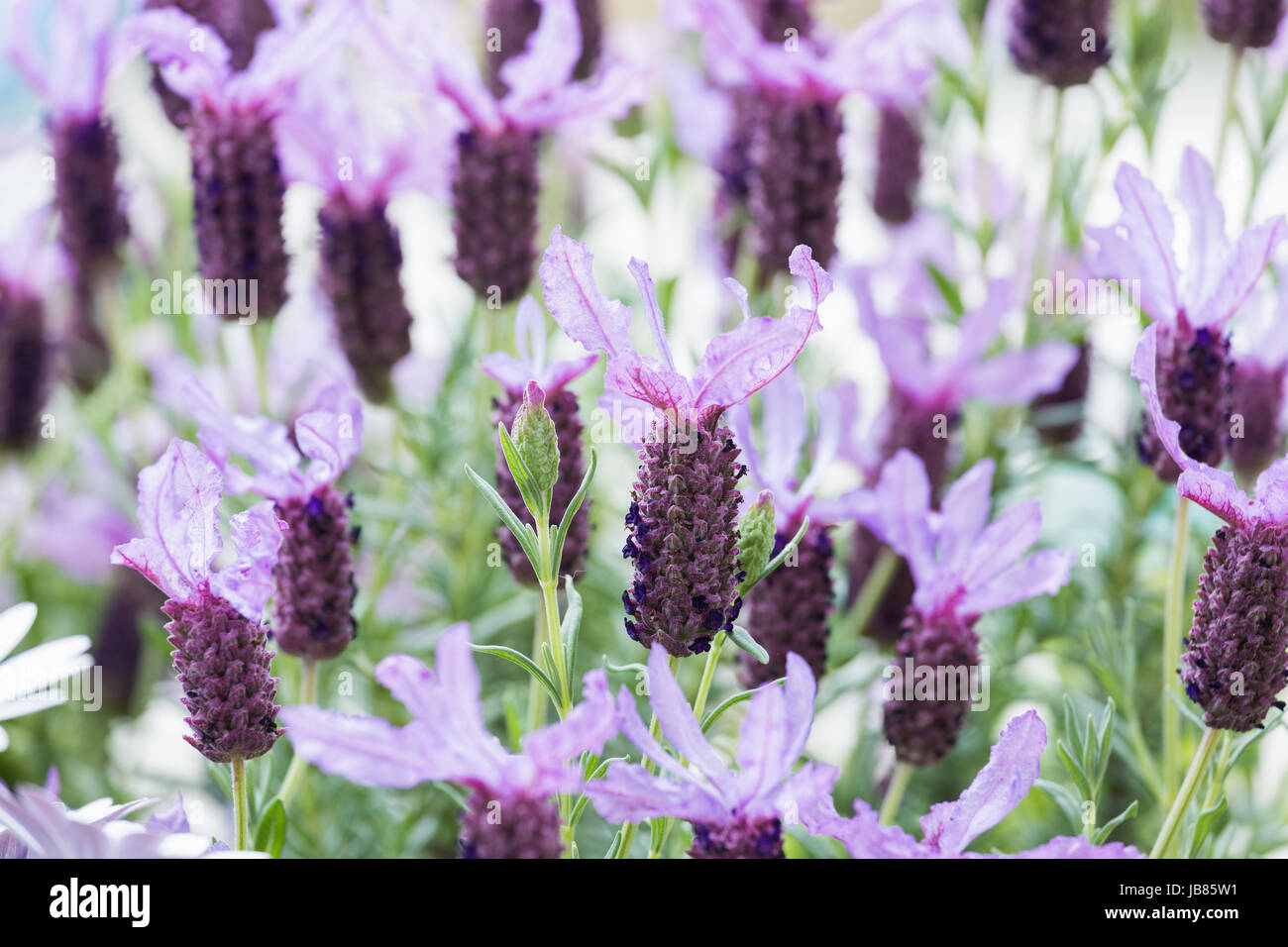 Lavandula stoechas hi-res stock photography and images - Alamy