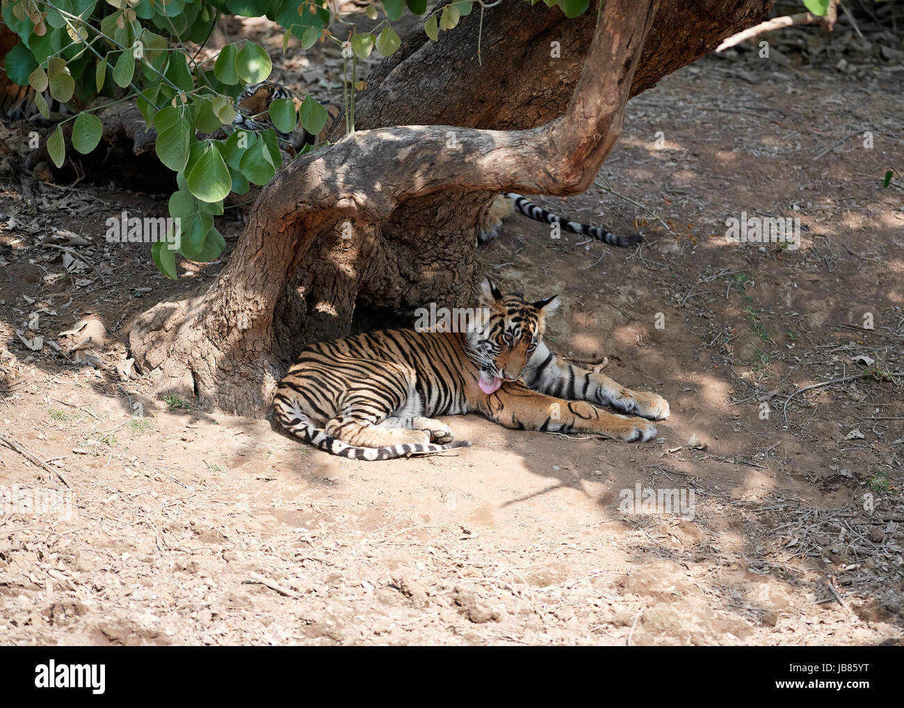 Tiger Resting Under Tree High Resolution Stock Photography and Images ...