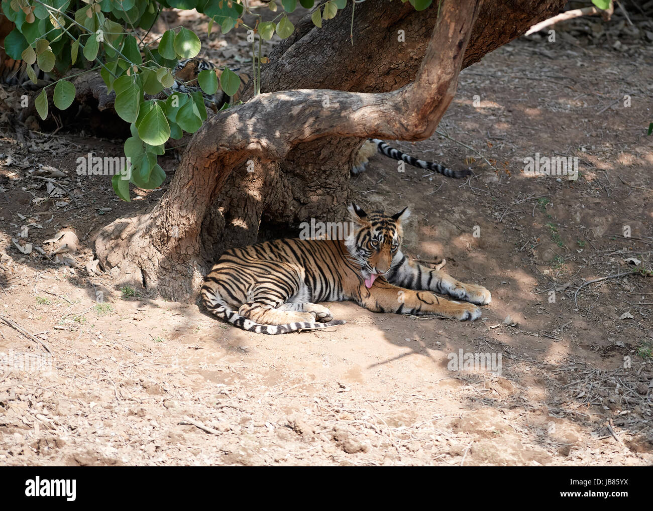 A young Tiger cub relaxing under a tree in the shade Stock Photo - Alamy
