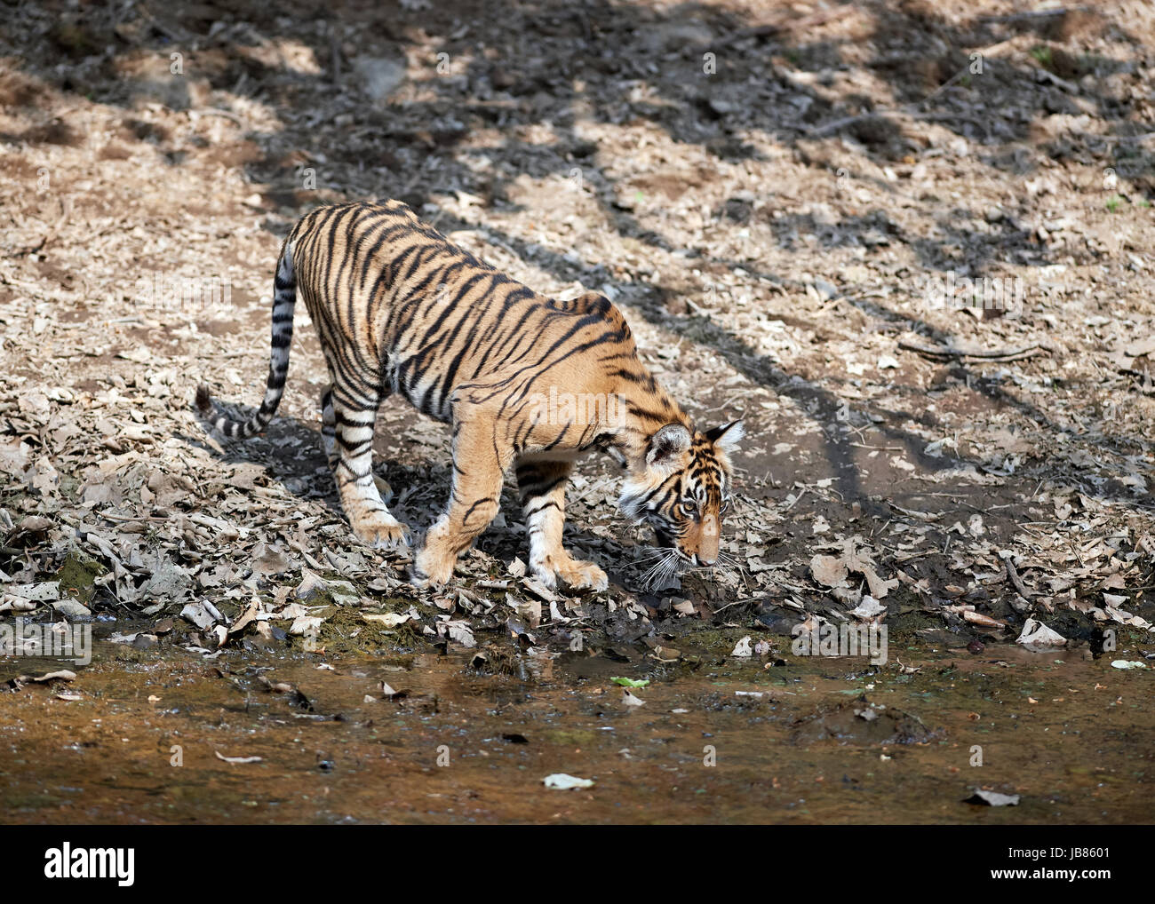 Tiger and cubs resting hi-res stock photography and images - Alamy