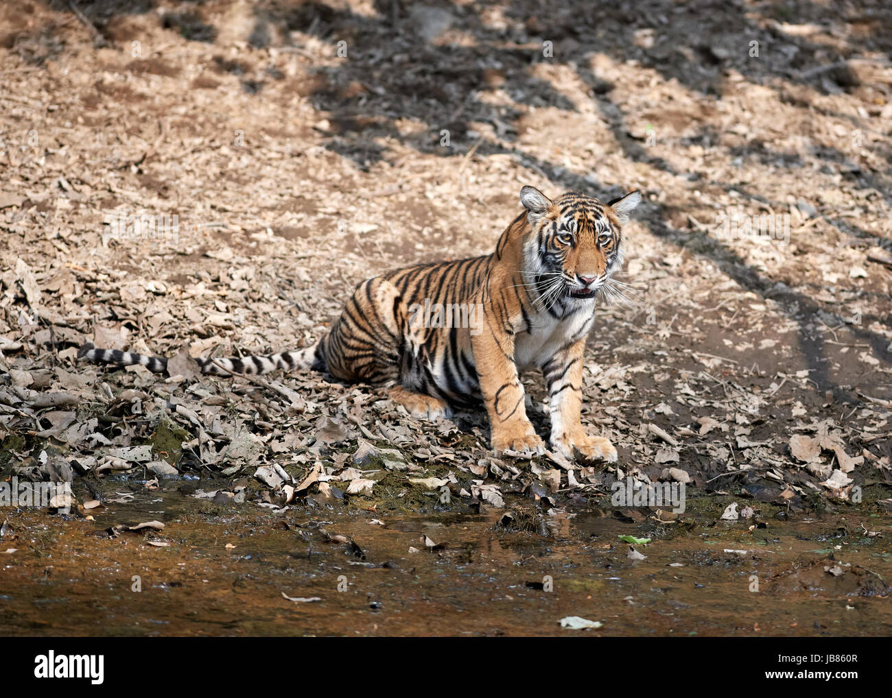A young Tiger cub by the waters edge relaxing Stock Photo - Alamy