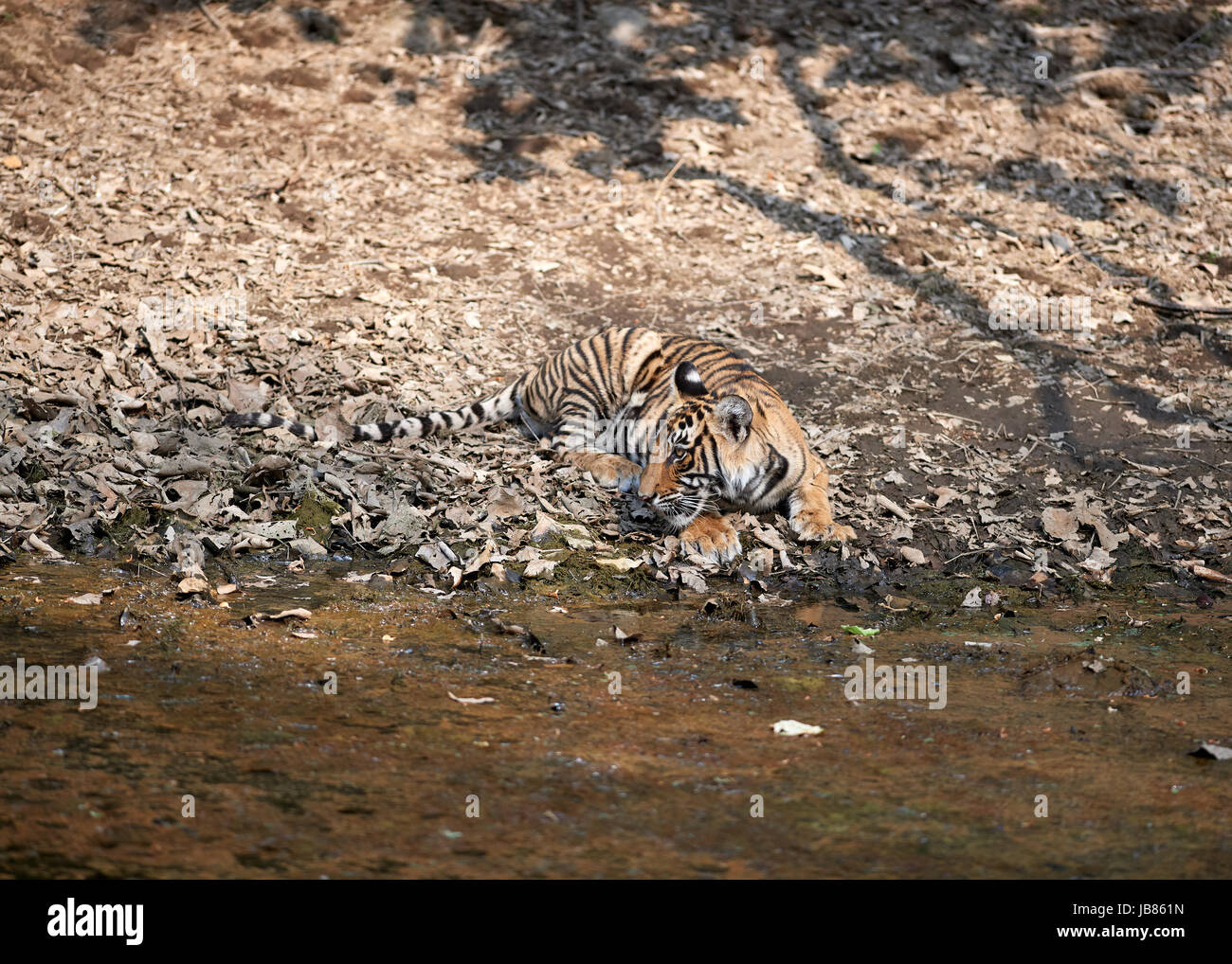 A young Tiger cub by the waters edge relaxing Stock Photo - Alamy