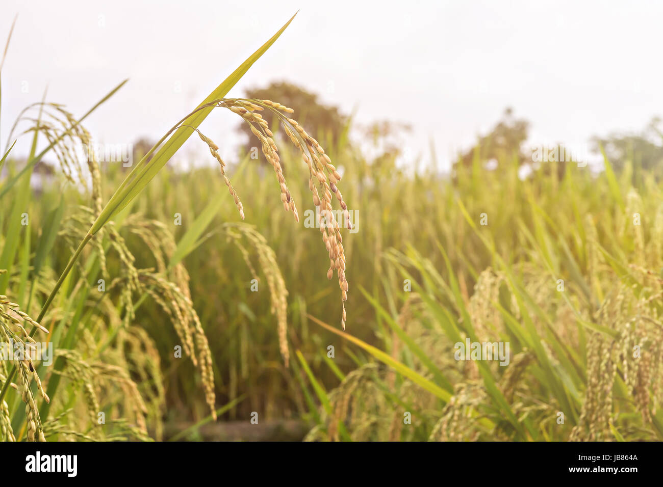 Close up of paddy rice seed Stock Photo - Alamy