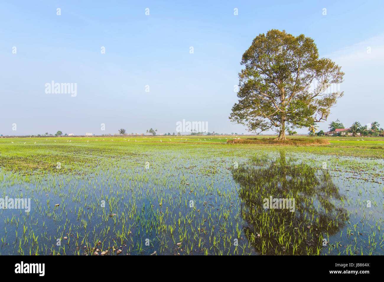 Tree at paddy field with blue skies Stock Photo - Alamy