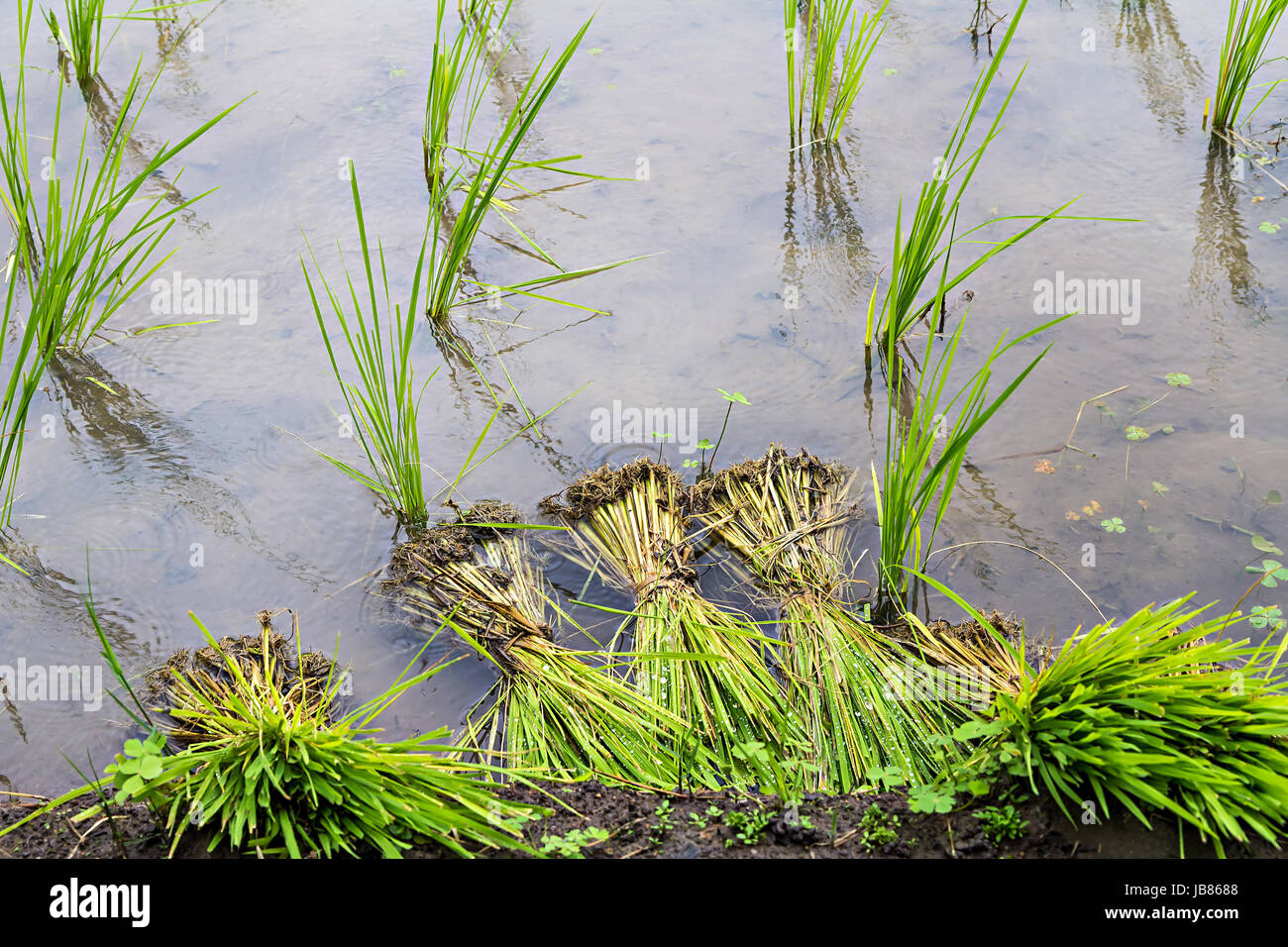Rice seedling in the rice fields Stock Photo - Alamy