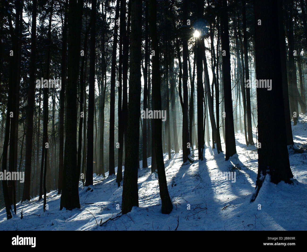 Grey sallow hi-res stock photography and images - Alamy