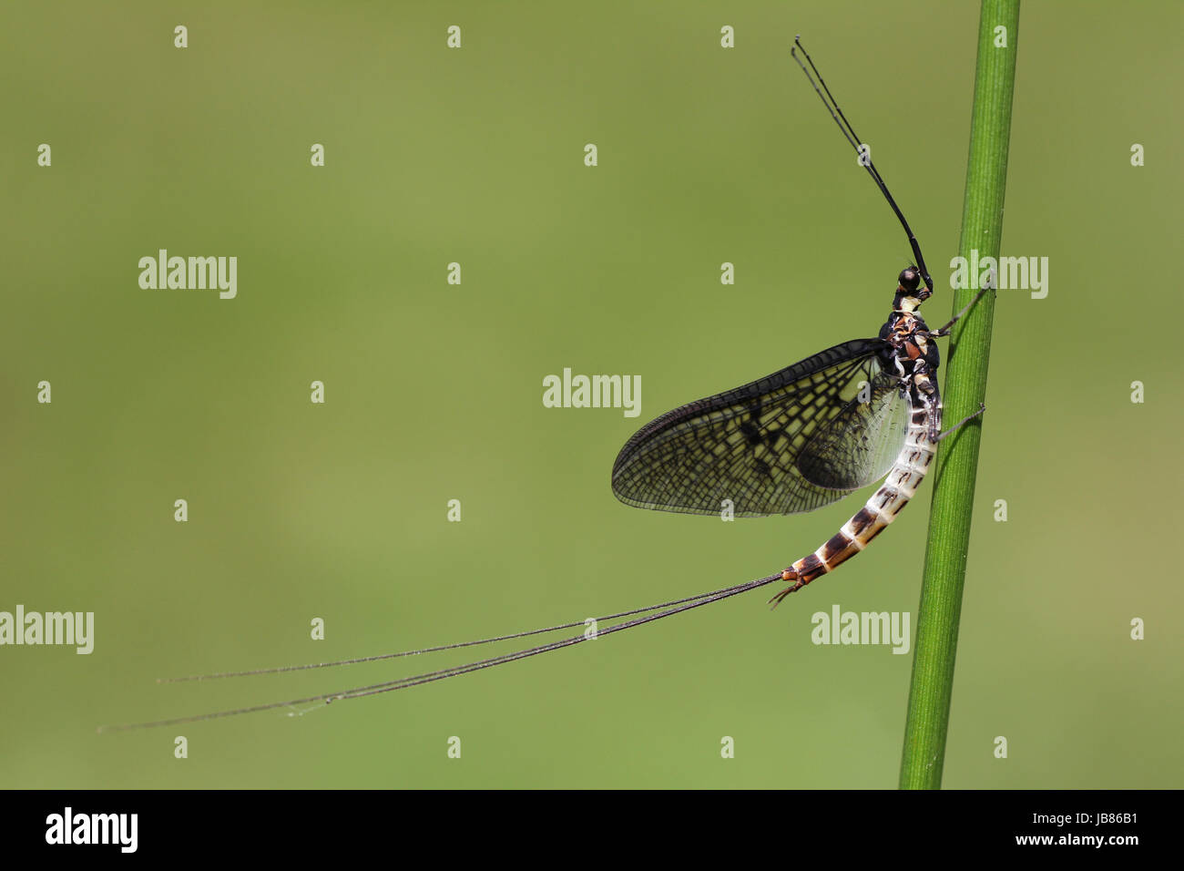 Green Drake Mayfly Ephemera danica male Stock Photo - Alamy