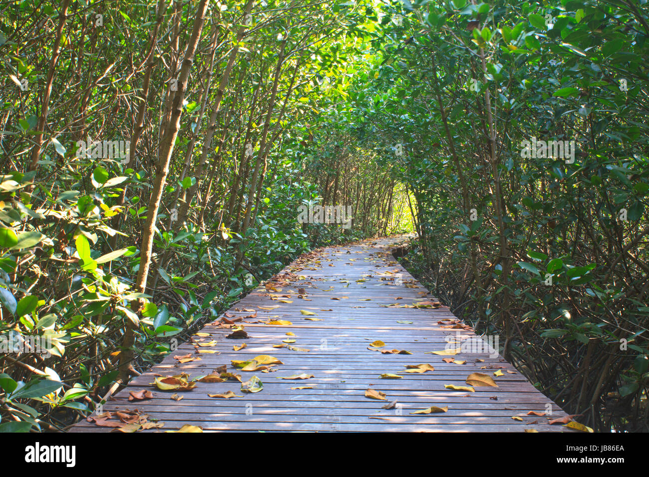 Wooden bridge in mangrove forest, in Thailand Stock Photo - Alamy