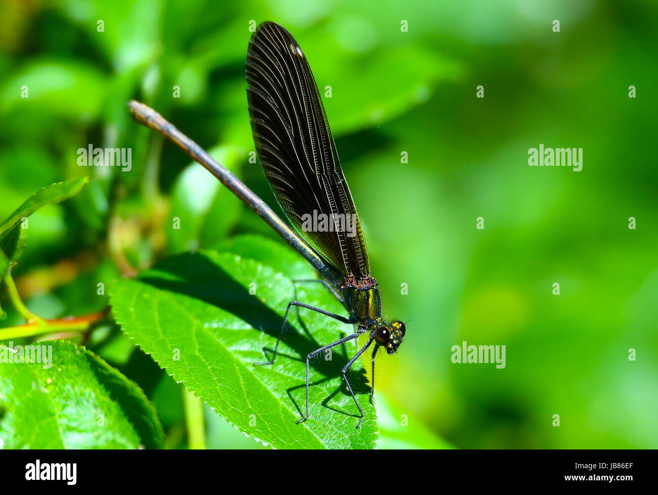 Female beautiful demoiselles hunt for insects Stock Photo - Alamy
