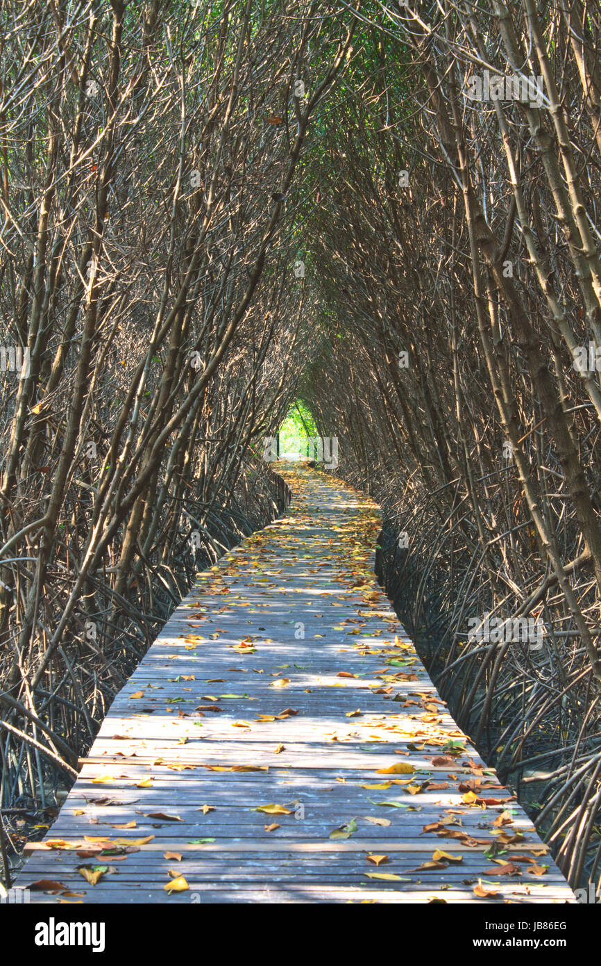 Wooden bridge in mangrove forest, in Thailand Stock Photo - Alamy