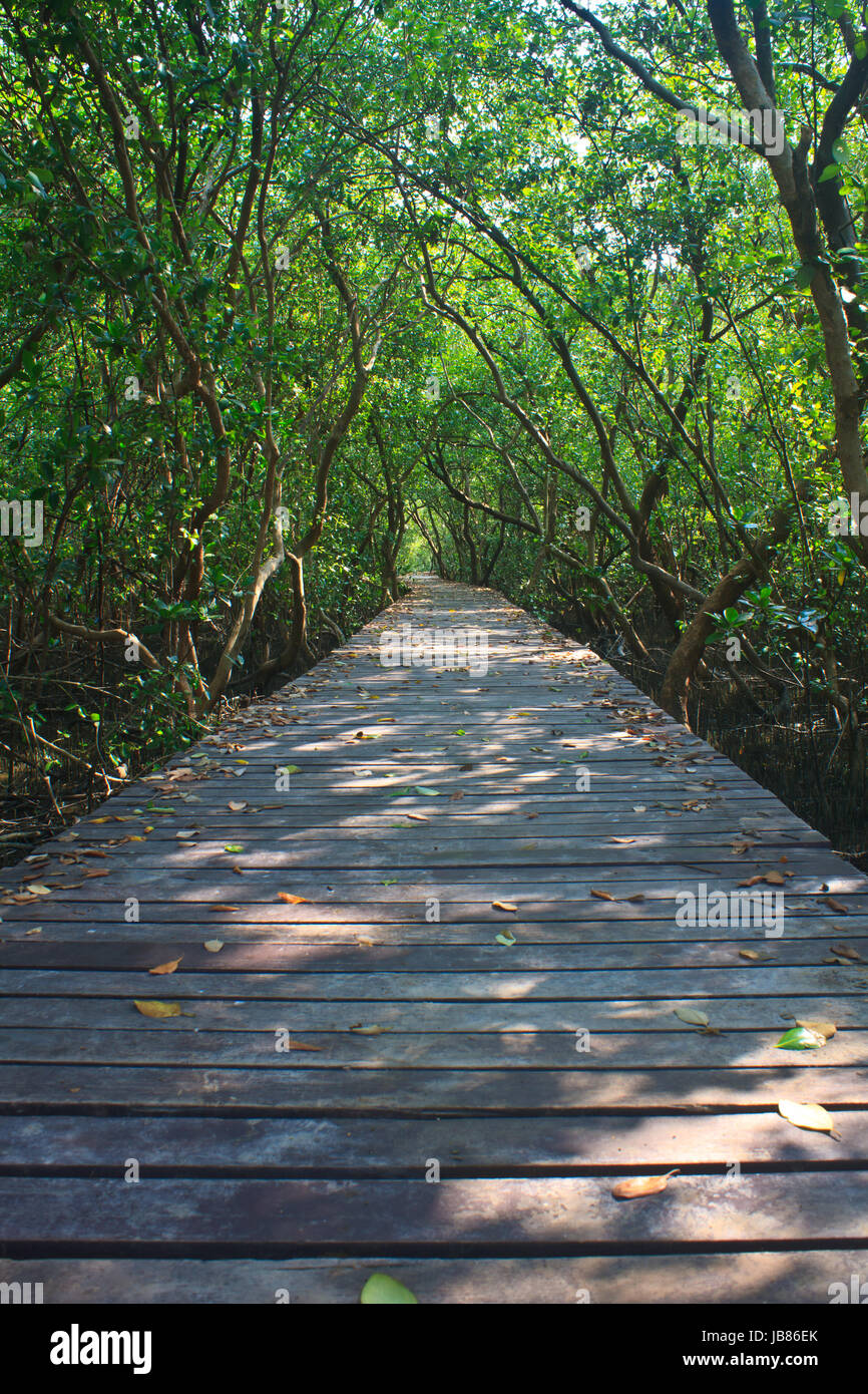Wooden bridge in mangrove forest, in Thailand Stock Photo - Alamy