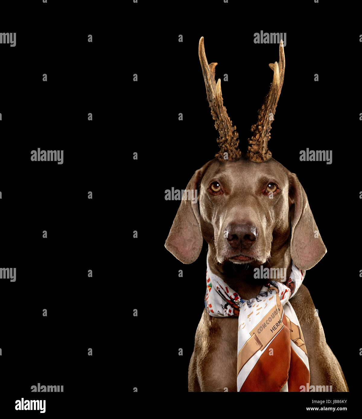 Buck the dog hi-res stock photography and images - Alamy