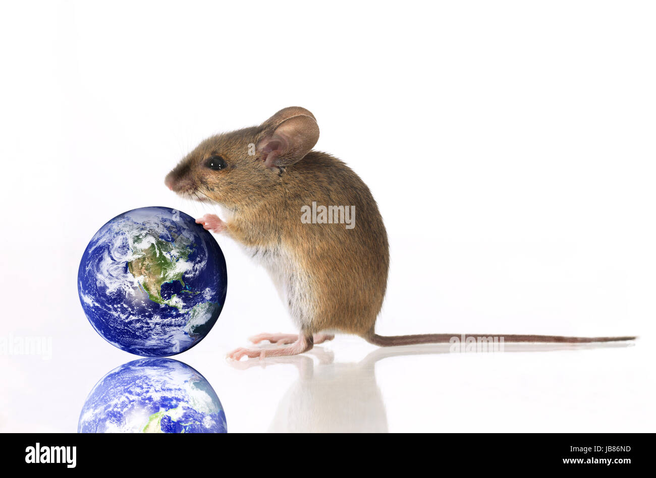 Caged mouse hi-res stock photography and images - Alamy