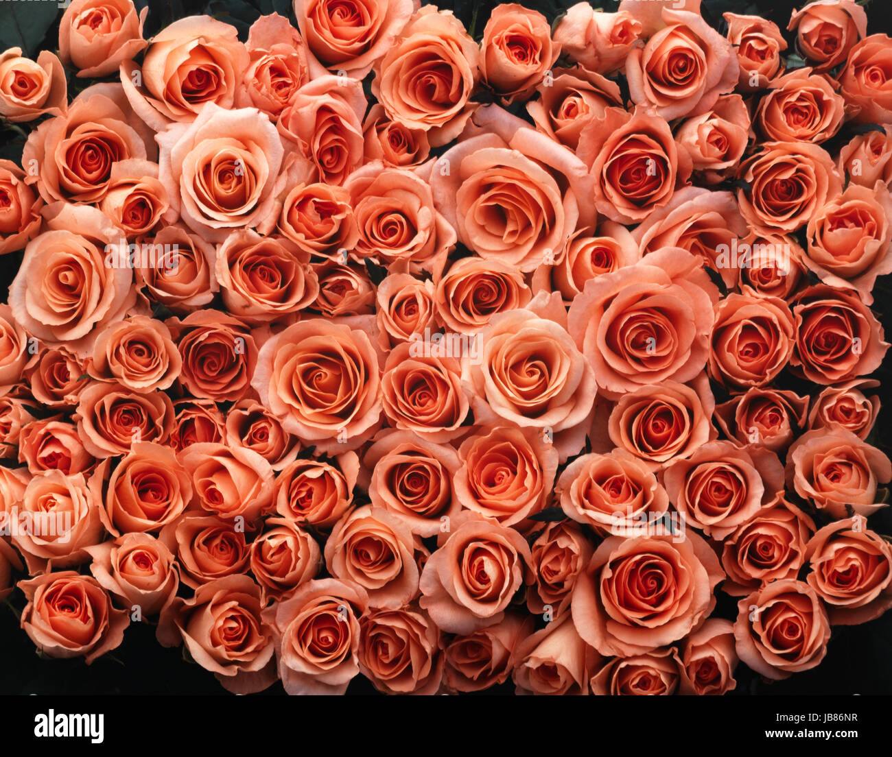 Mass of roses hi-res stock photography and images - Alamy
