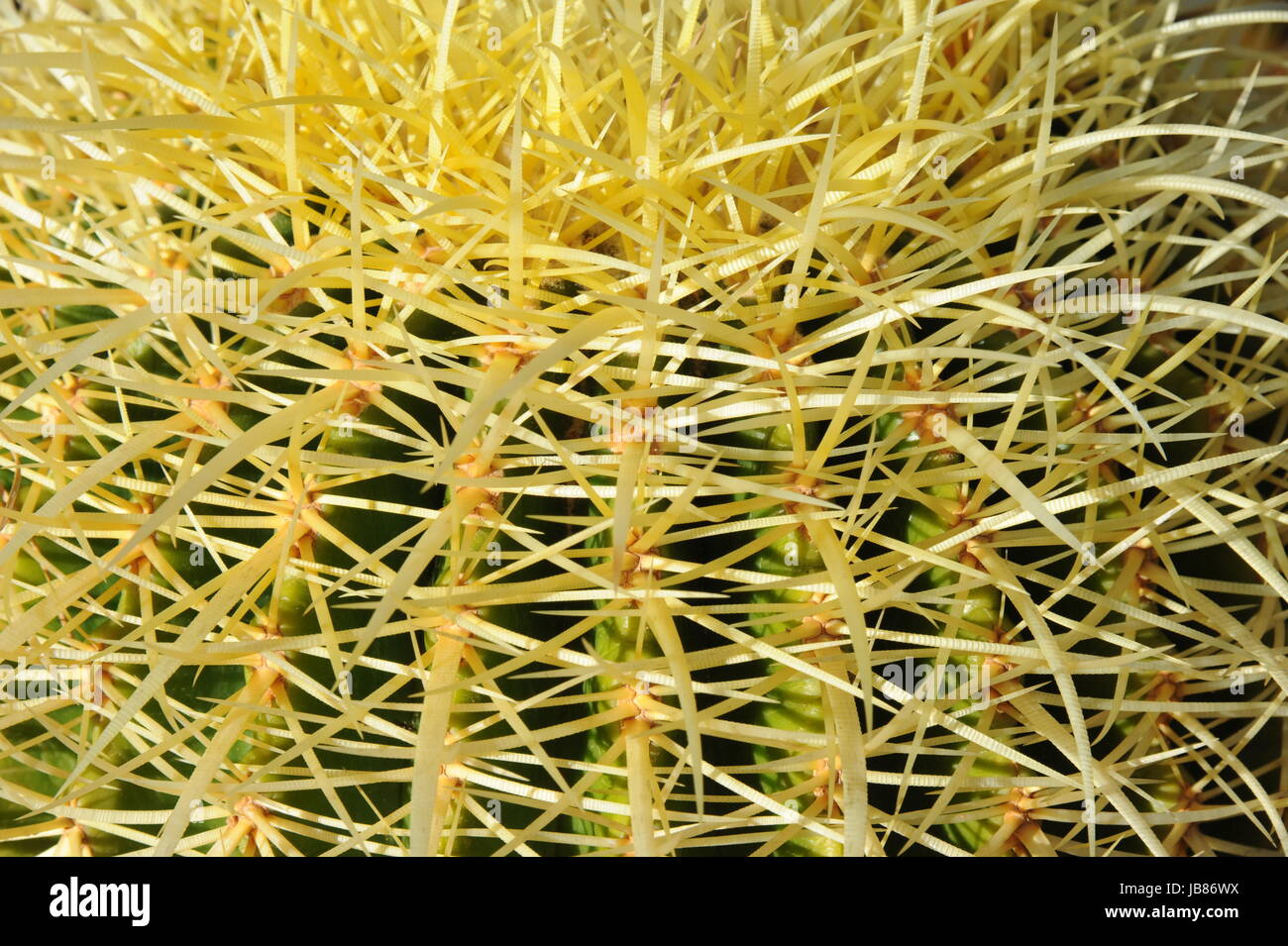 cactus - spines Stock Photo - Alamy