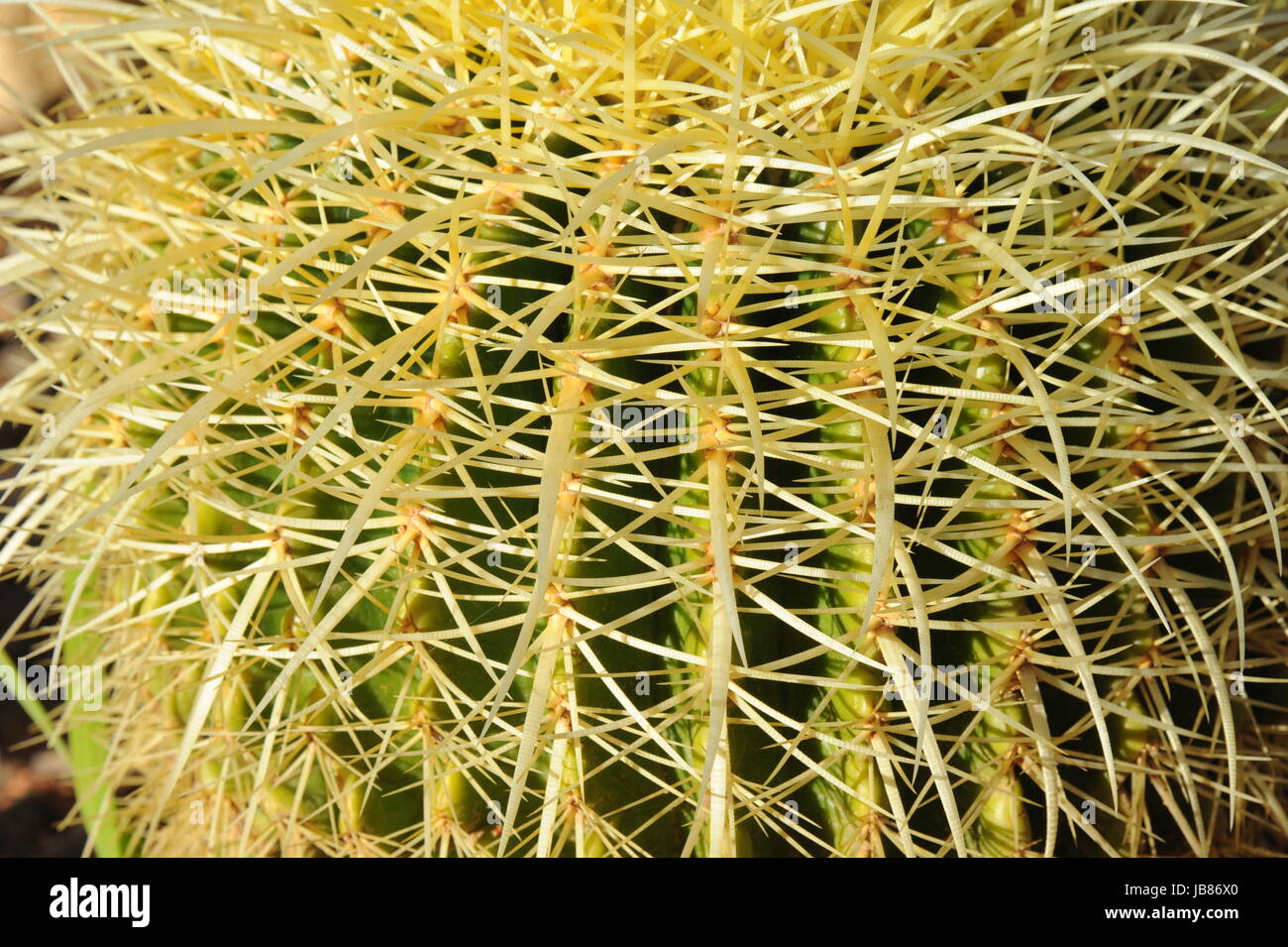 cactus - spines Stock Photo - Alamy